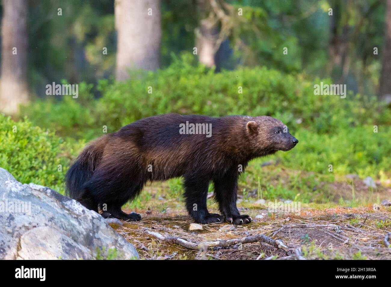 Wolverine Standing High Resolution Stock Photography and Images - Alamy
