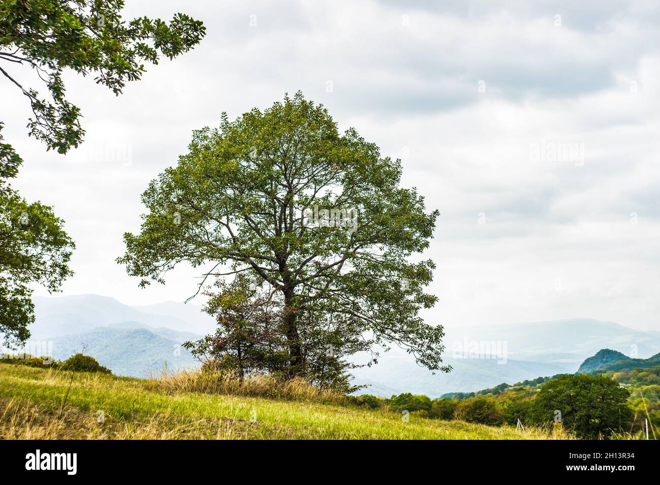 Only tree on the top of hill close to the Birtvisi Canyon, Georgia ...