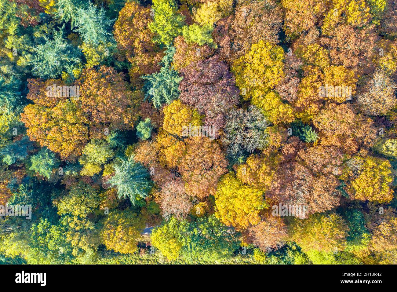 Aerial top down view of mixed forest in autumn colors. Gasselte ...
