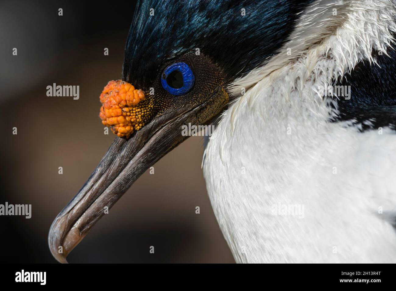 Portrait of an imperial shag, Leucocarbo atriceps. Pebble Island ...