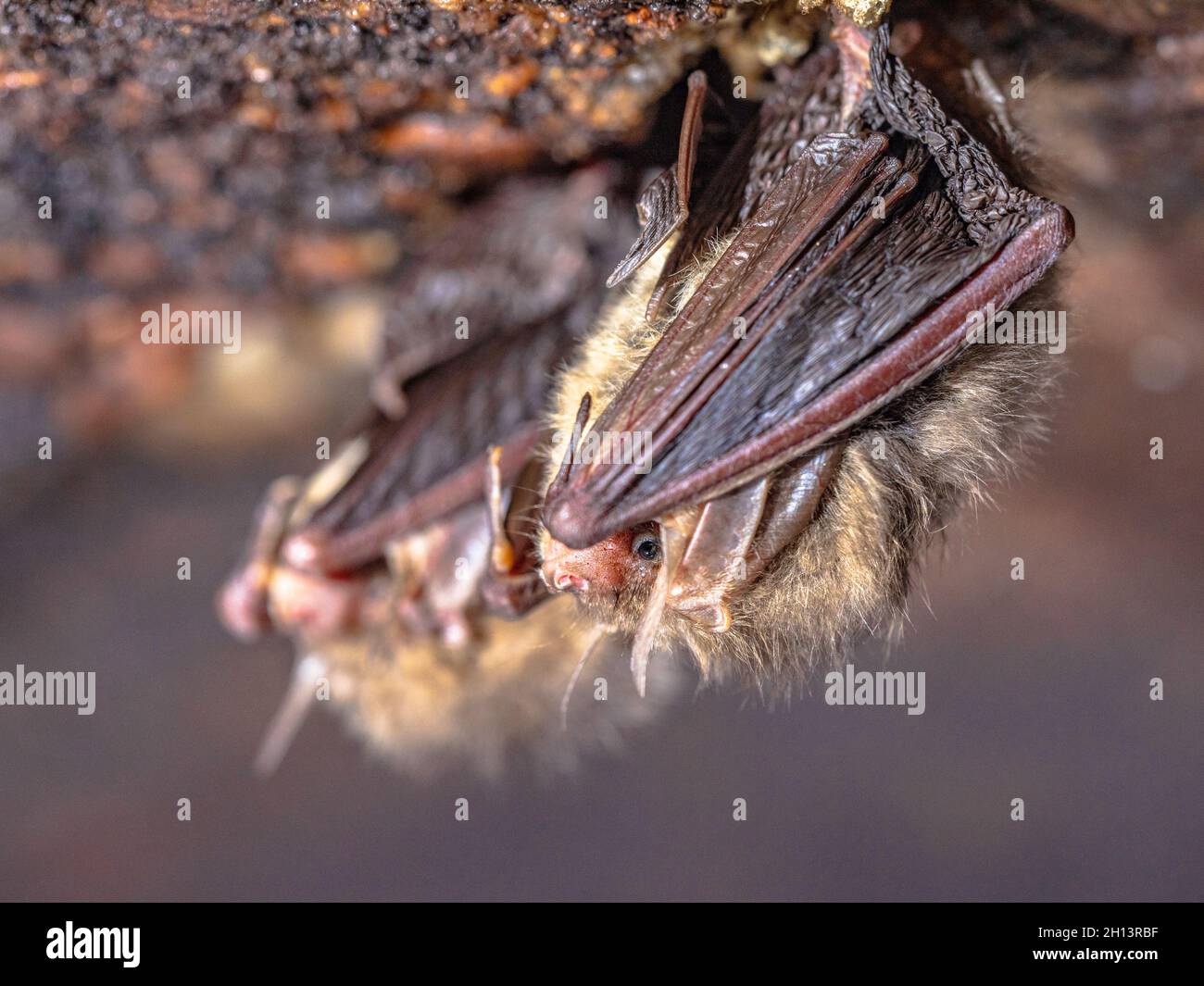 Brown long-eared bat, common long-eared bat (Plecotus auritus). Two ...