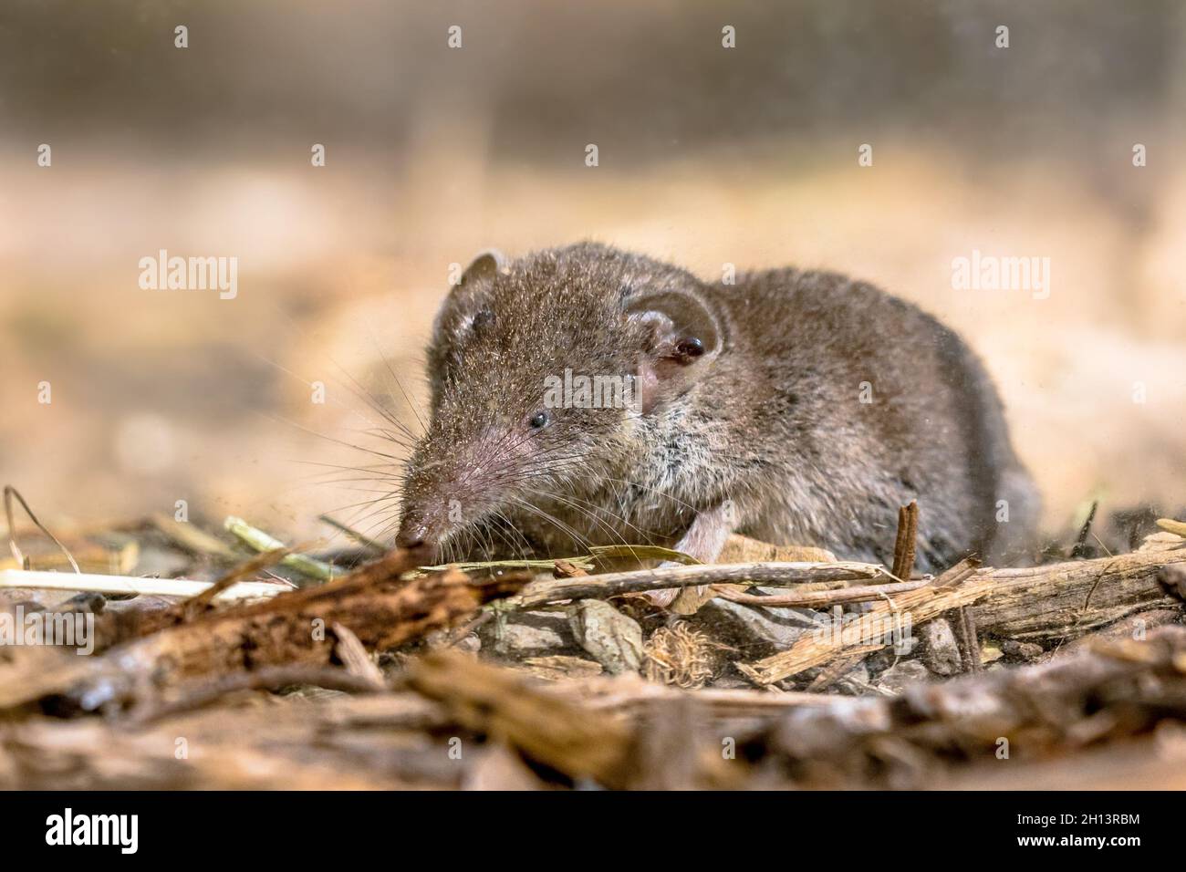 Lesser white-toothed shrew (Crocidura suaveolens) in natural habitat ...