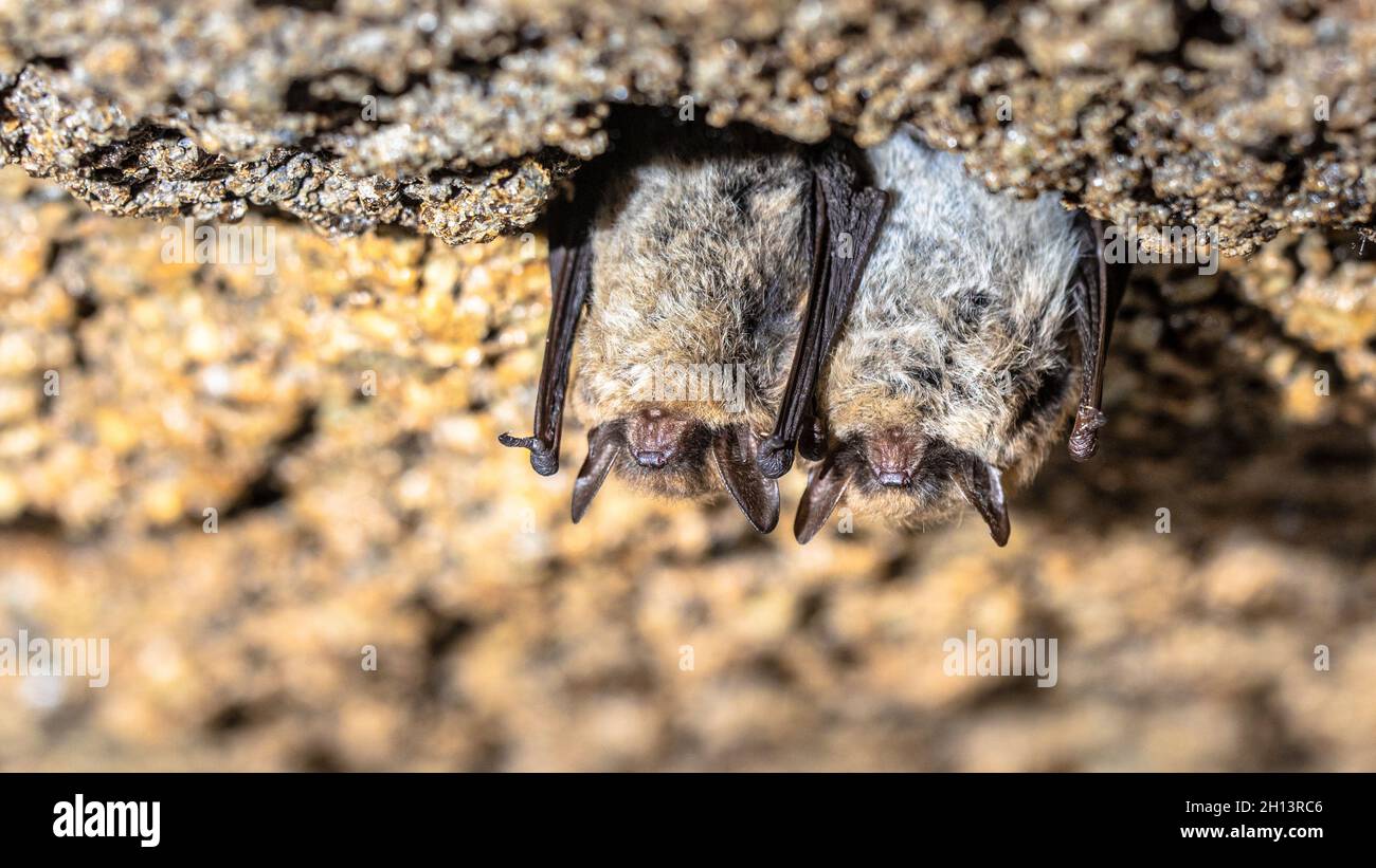 Brown long-eared bat, common long-eared bat (Plecotus auritus). Two ...