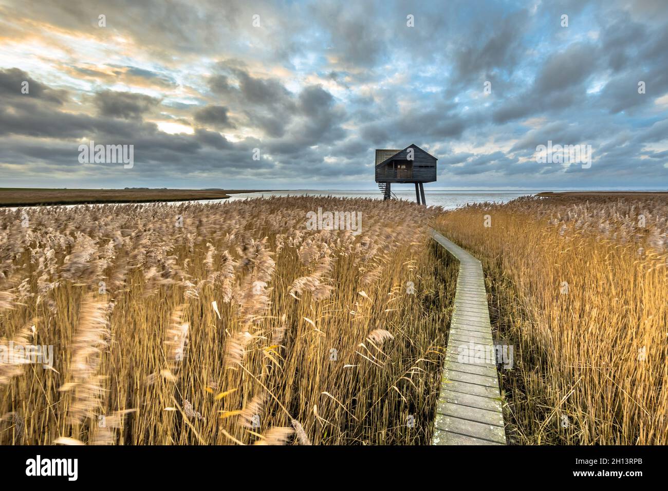 Wooden walkway through salt tidal marsh leading to observatory hide in ...