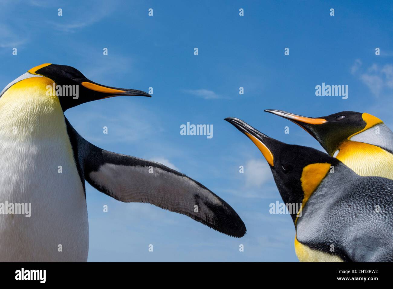 King penguins fighting hi-res stock photography and images - Alamy