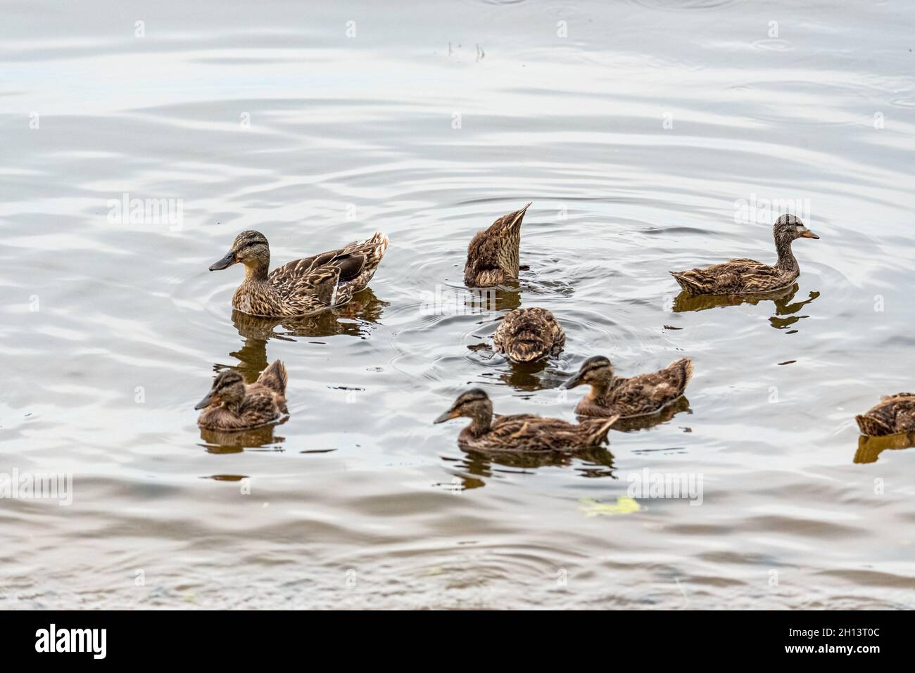 Mallard Duck, a medium-sized species of waterfowl. Young wild ducks in ...
