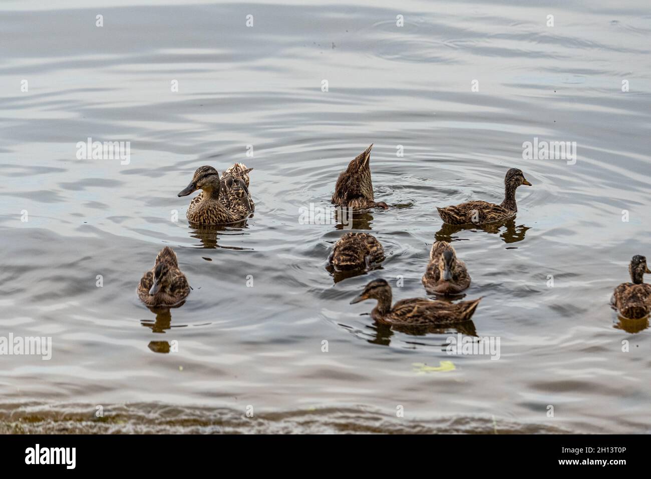 Mallard Duck, a medium-sized species of waterfowl. Young wild ducks in ...