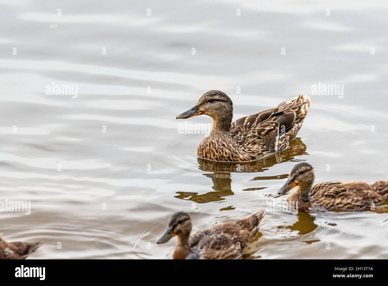 Mallard Duck, a medium-sized species of waterfowl. Young wild ducks in ...