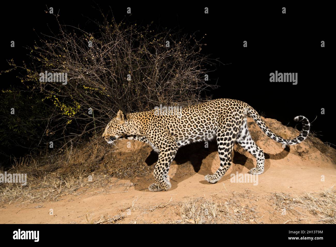A remote camera trap captures a leopard, Panthera pardus, Kalama Conservancy, Samburu, Kenya ...