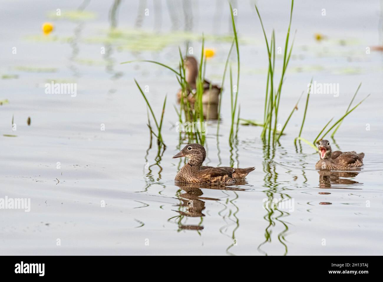 Mallard Duck, a medium-sized species of waterfowl. Young wild ducks in ...