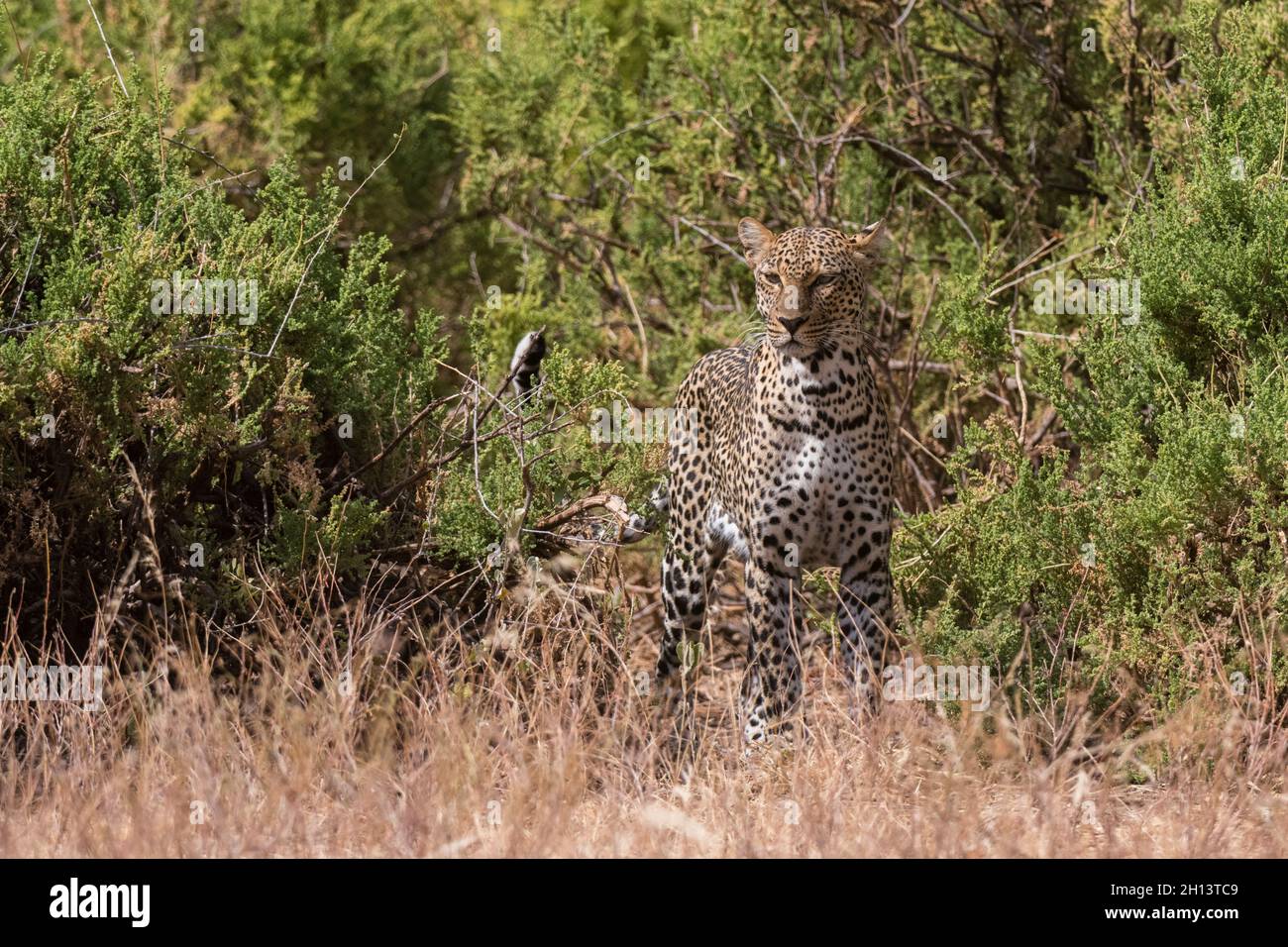 Portrait of a leopard, Panthera pardus, looking into the distance ...