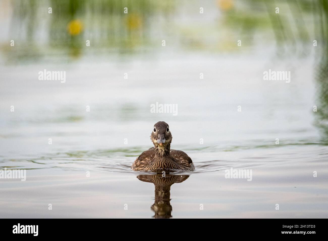 Mallard Duck, a medium-sized species of waterfowl. Young wild ducks in ...