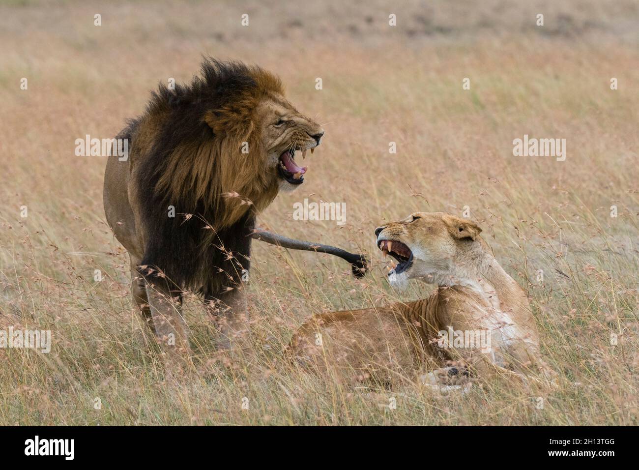 Lions Roaring Together