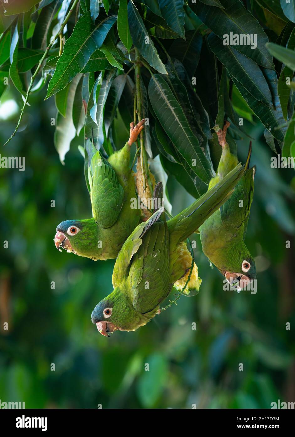 Blue-crowned Parakeets (Thectocercus acuticaudatus) eating a mango in ...