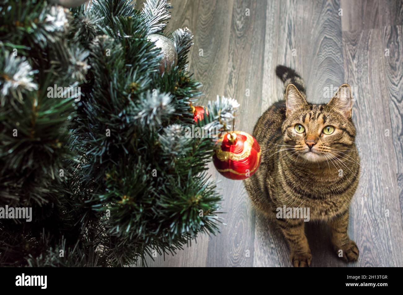 Cat under the xmas tree hi-res stock photography and images - Alamy