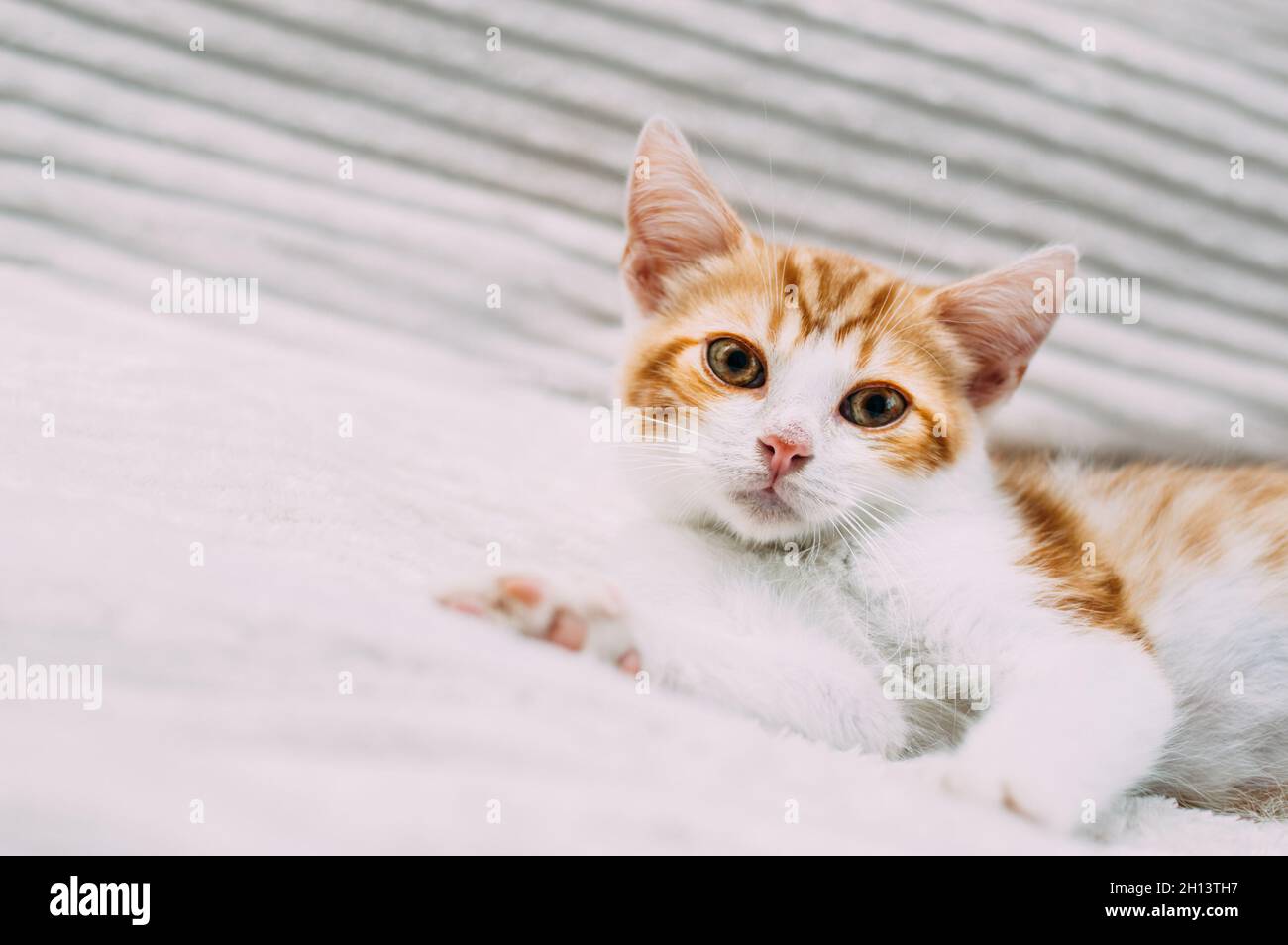 Close-up portrait of cute ginger kitten Stock Photo - Alamy