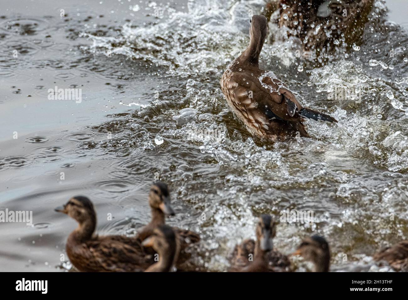 Mallard Duck, a medium-sized species of waterfowl. Young wild ducks in ...