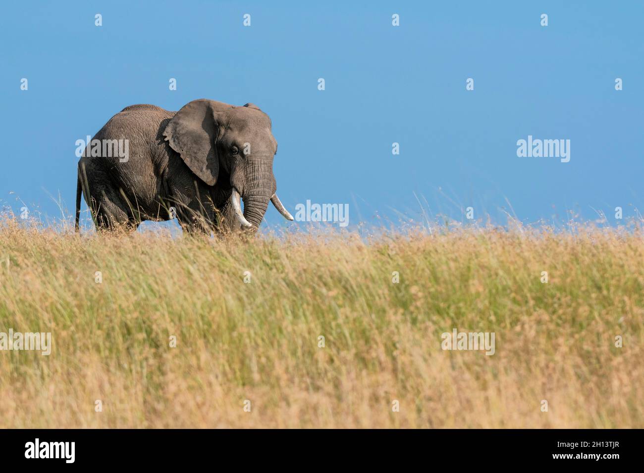An African elephant, Loxodonta africana, walking in Masai Mara National ...