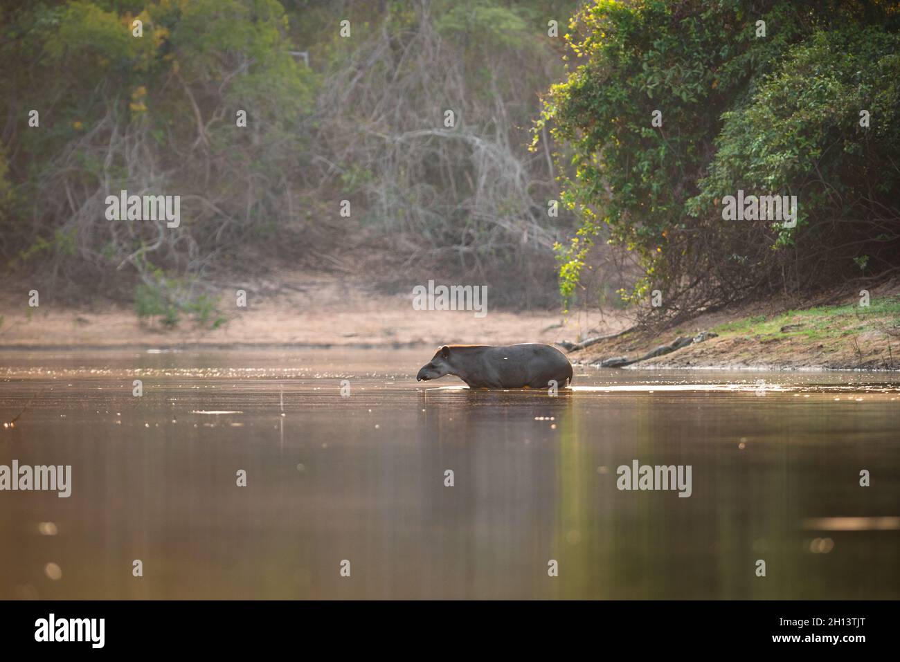 Tapir crossing river hi-res stock photography and images - Alamy