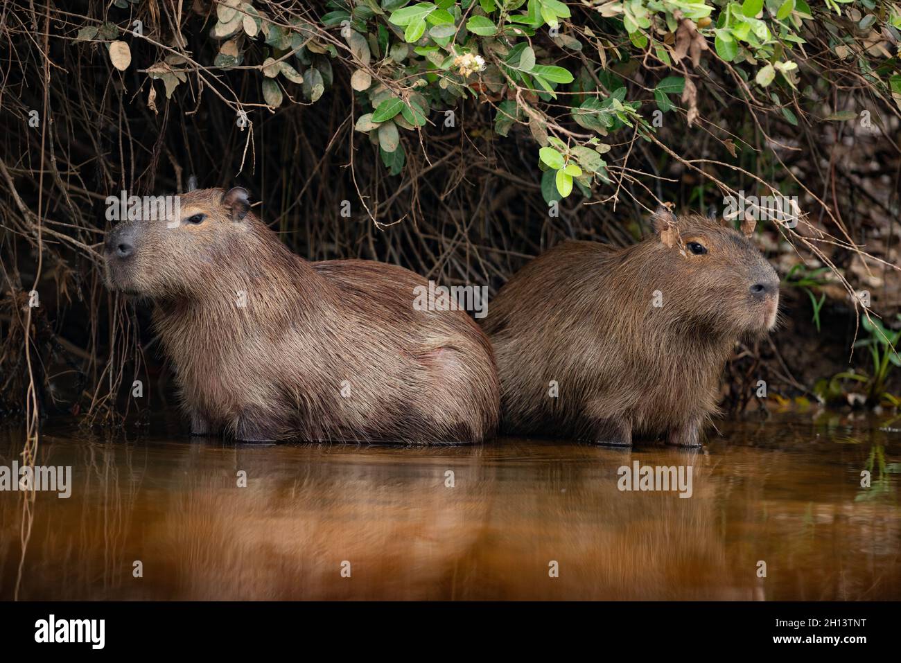 Capibara capybara hydrochoerus hydrochaeris hi-res stock photography ...