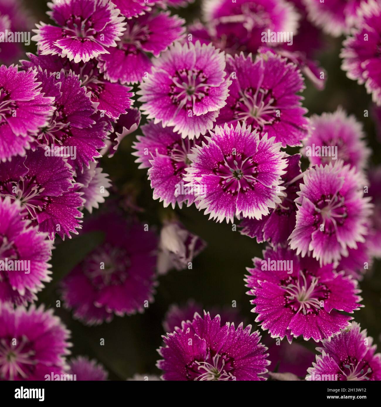 small garden carnation flowers with five serrated petals macro floral ...