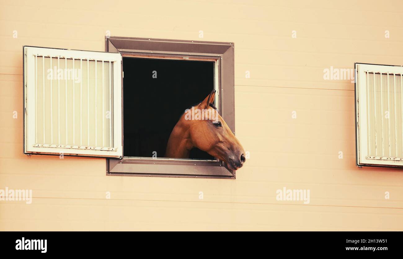 Portrait of a bay domestic curious horse that looks out of the window ...