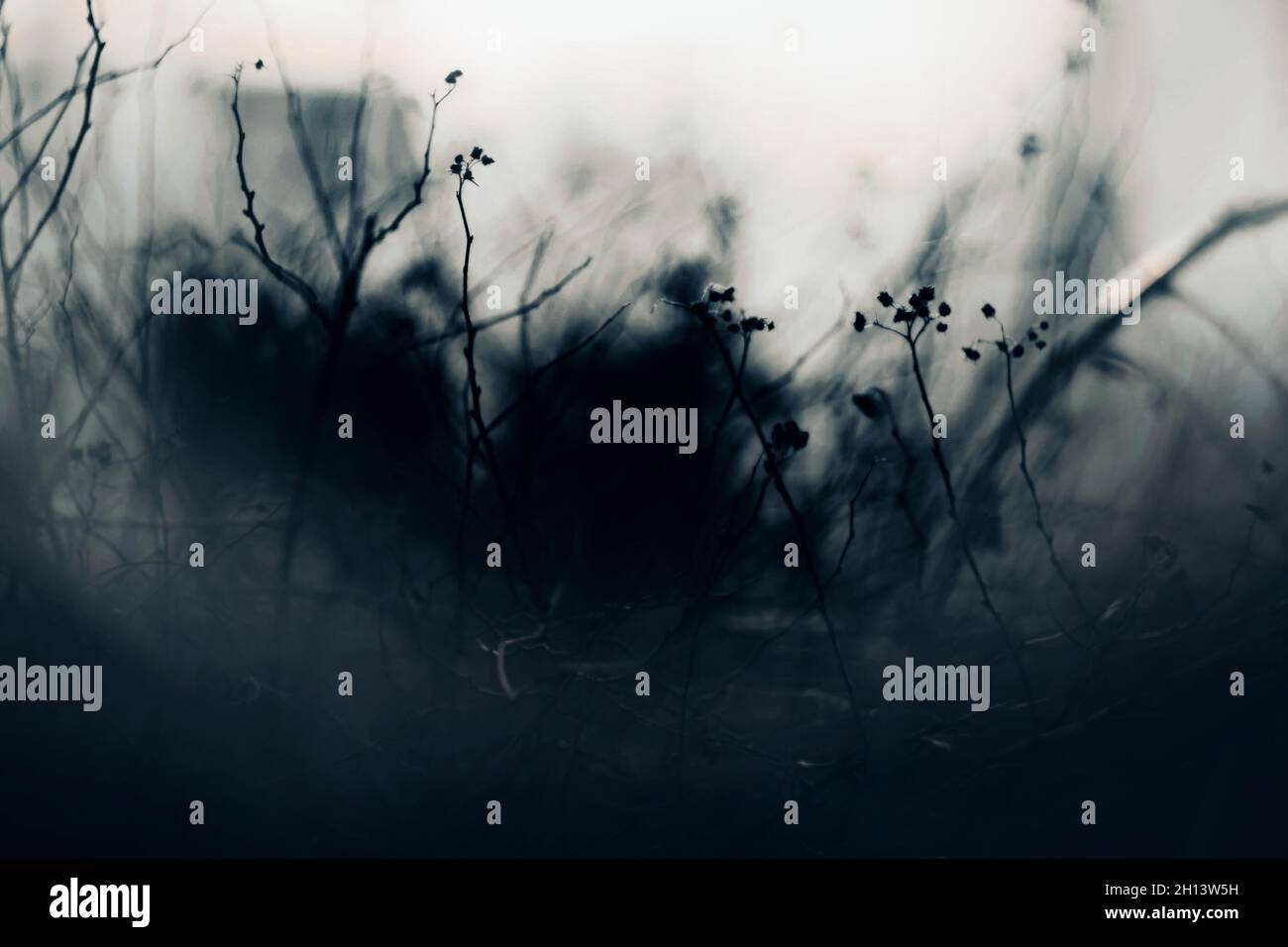 A blurry image of the dry branches of a bush shrouded in fog in the ...