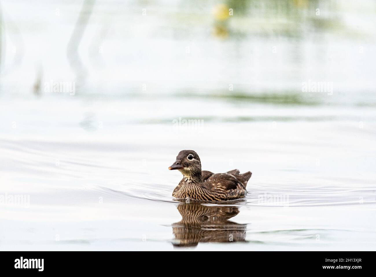 Mallard Duck, a medium-sized species of waterfowl. Young wild ducks in ...