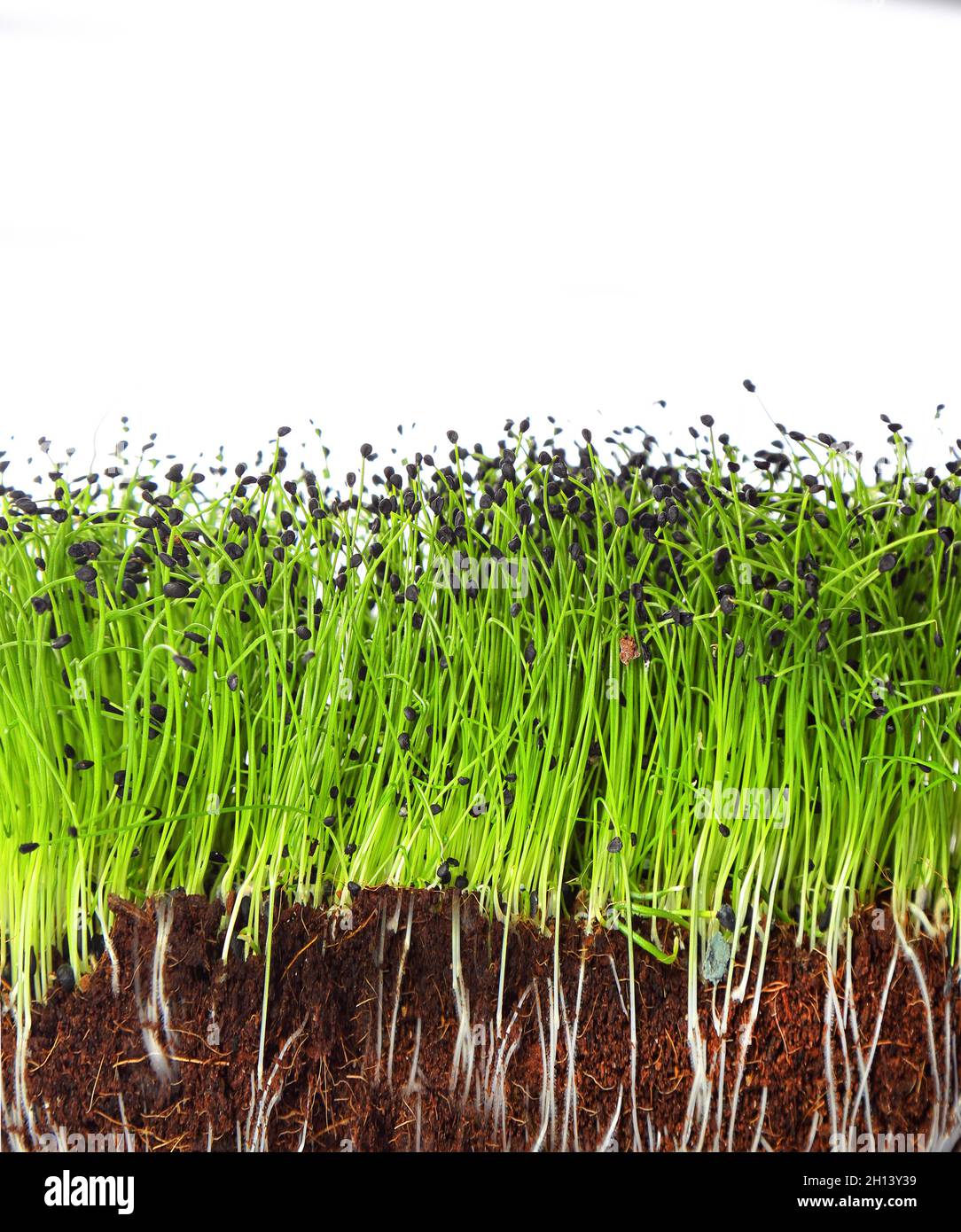 sprouts - microgreens on a white background Stock Photo - Alamy