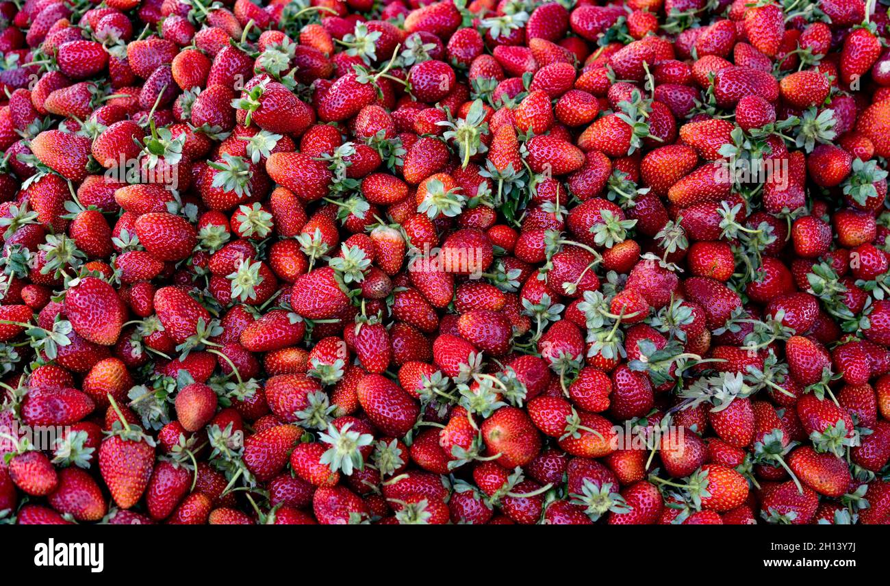 Real food background: ripe red strawberries on display at farmer's ...