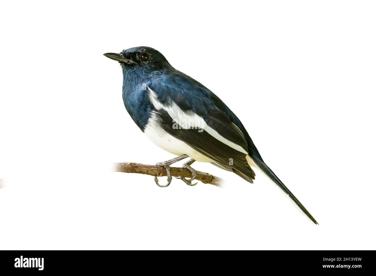Male Oriental Magpie Robin perching on a perch isolated on white ...