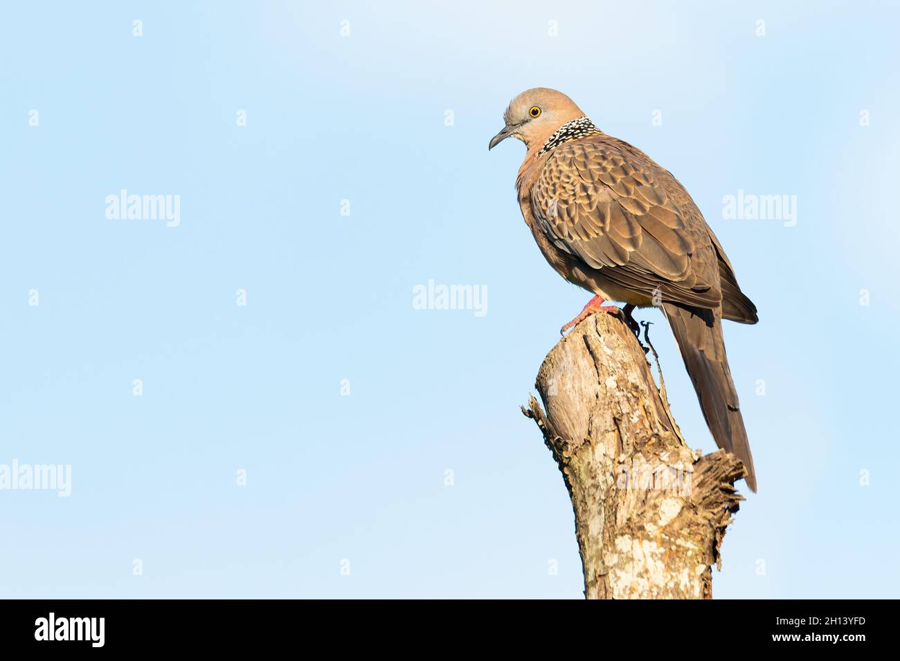 Spotted dove perching on top of tree stump looking into a distance ...