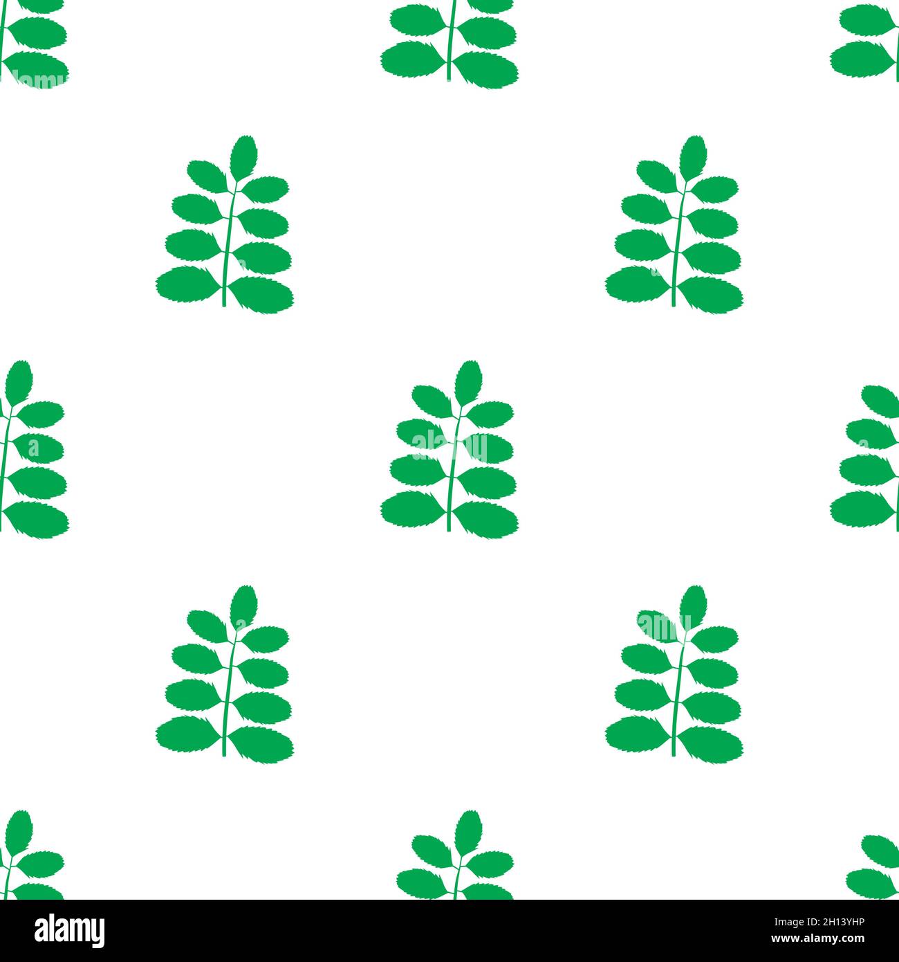 Acacia leaf pattern seamless background texture repeat wallpaper ...