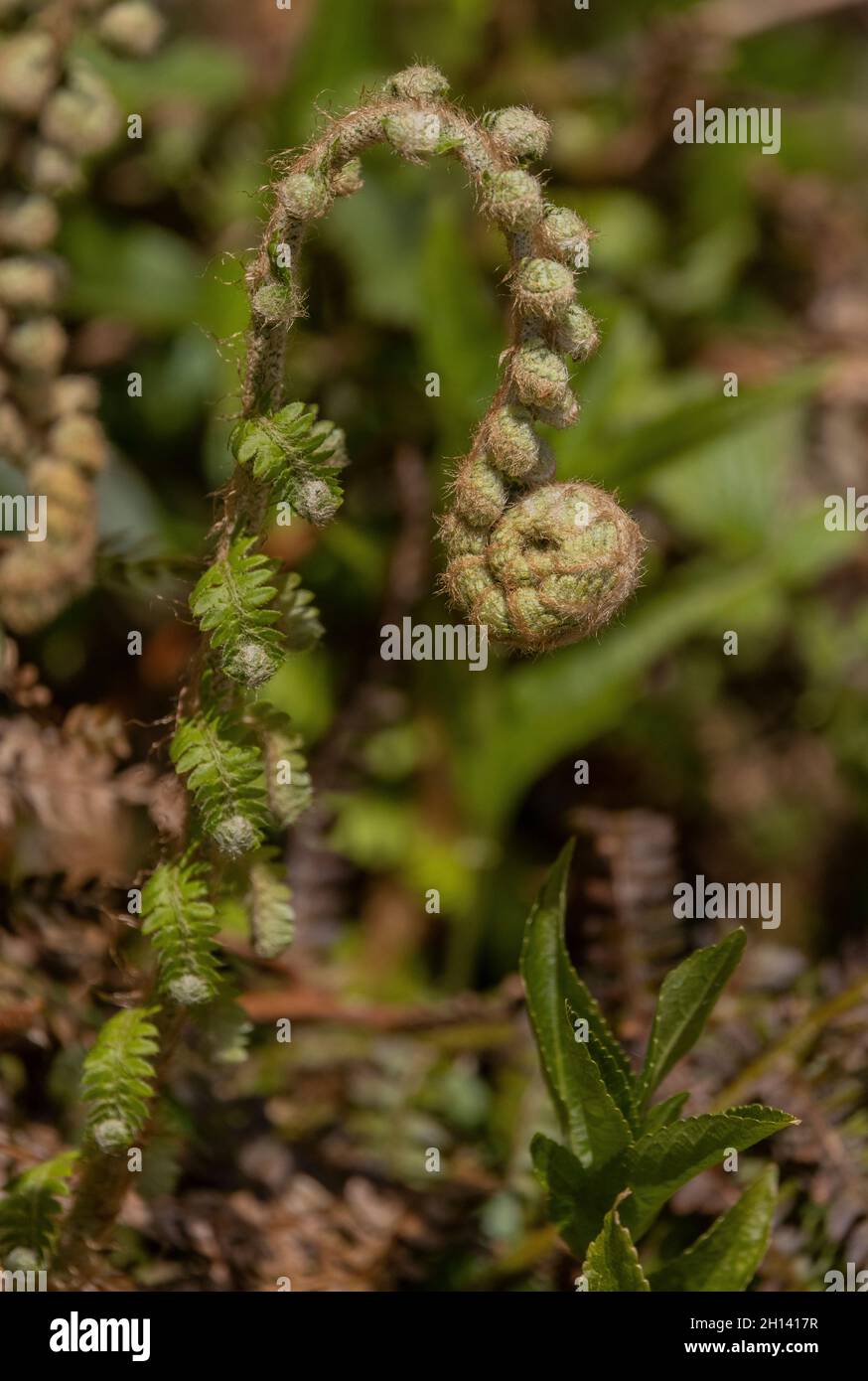 Soft shield fern frond hi-res stock photography and images - Alamy