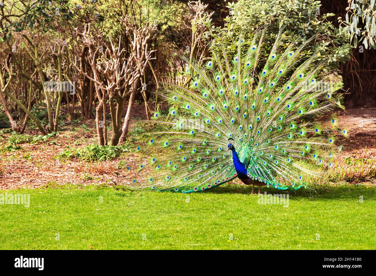 Portrait of the beautiful male peacock with spread tail feathers Stock ...