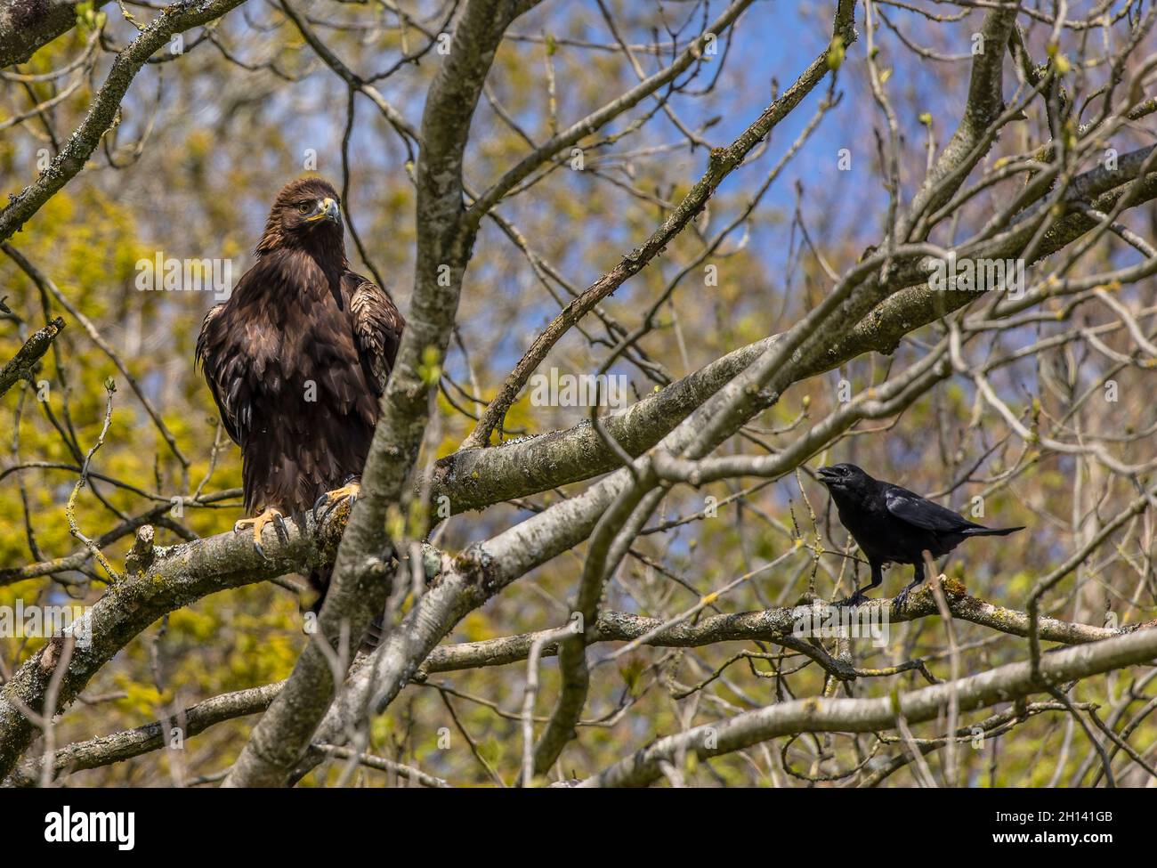 Young male Golden eagle, Aquila chrysaetos, perched in oak, being ...