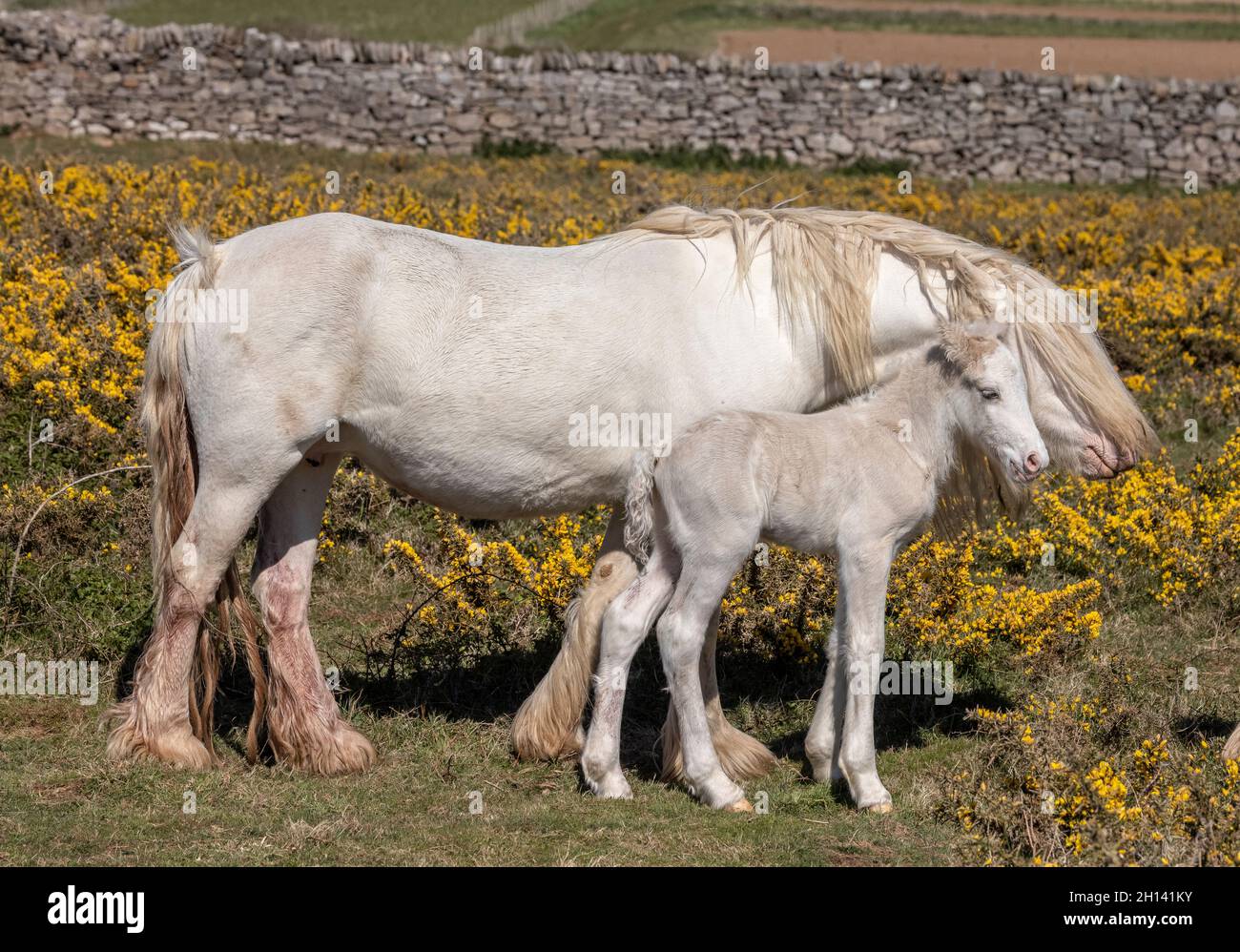 Welsh Mountain ponies - mare and foal - grazing on common land at ...