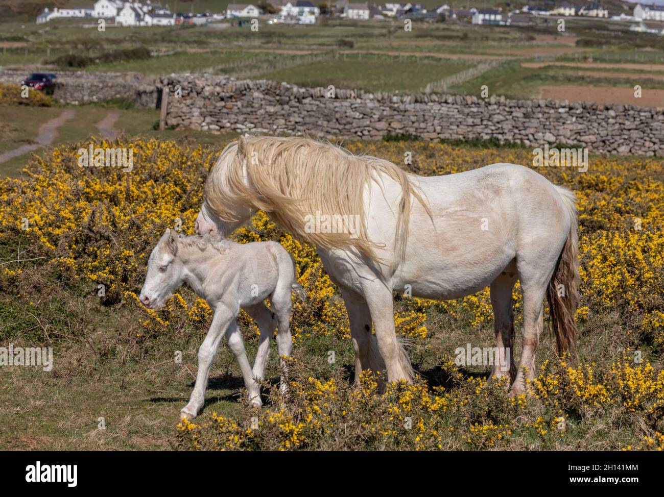 Welsh Mountain ponies - mare and foal - grazing on common land at ...