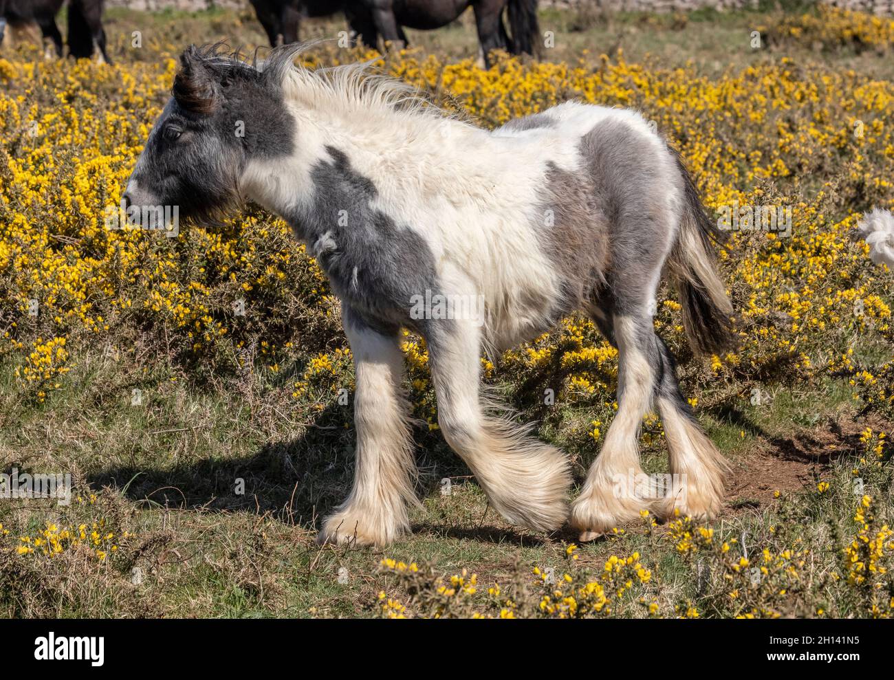 Welsh Mountain ponies grazing on common land at Rhossili, Gower ...