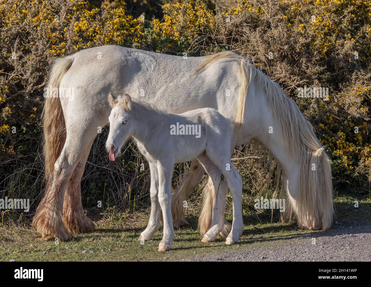 Welsh Mountain ponies - mare and foal - grazing on common land at ...
