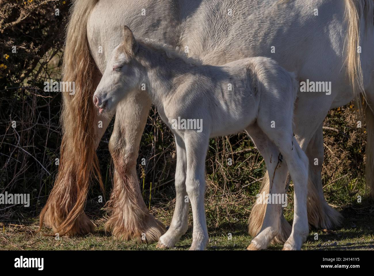 Welsh Mountain ponies - mare and foal - grazing on common land at ...