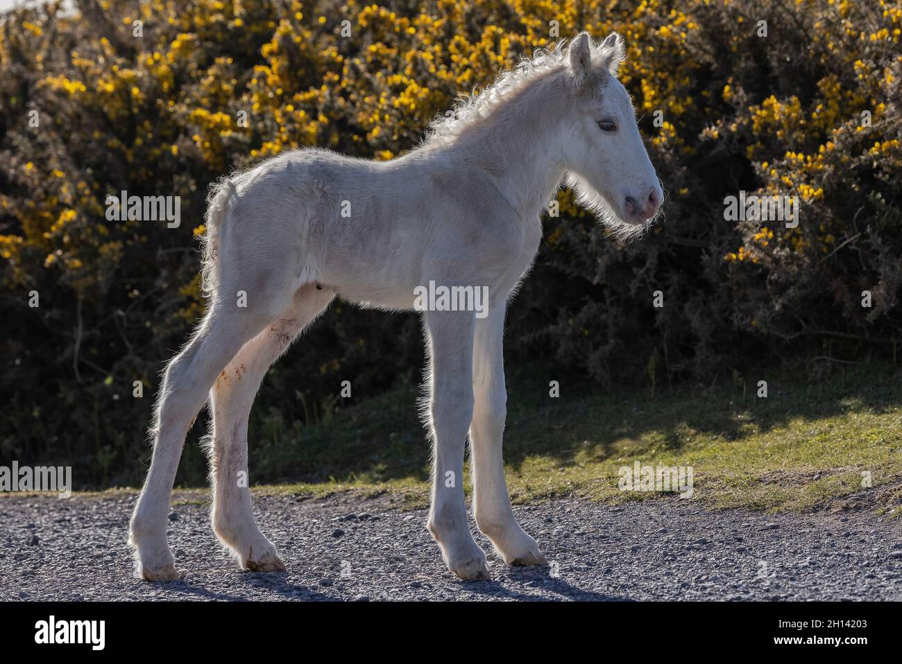 Welsh Mountain pony foal on common land at Rhossili, Gower Peninsula ...