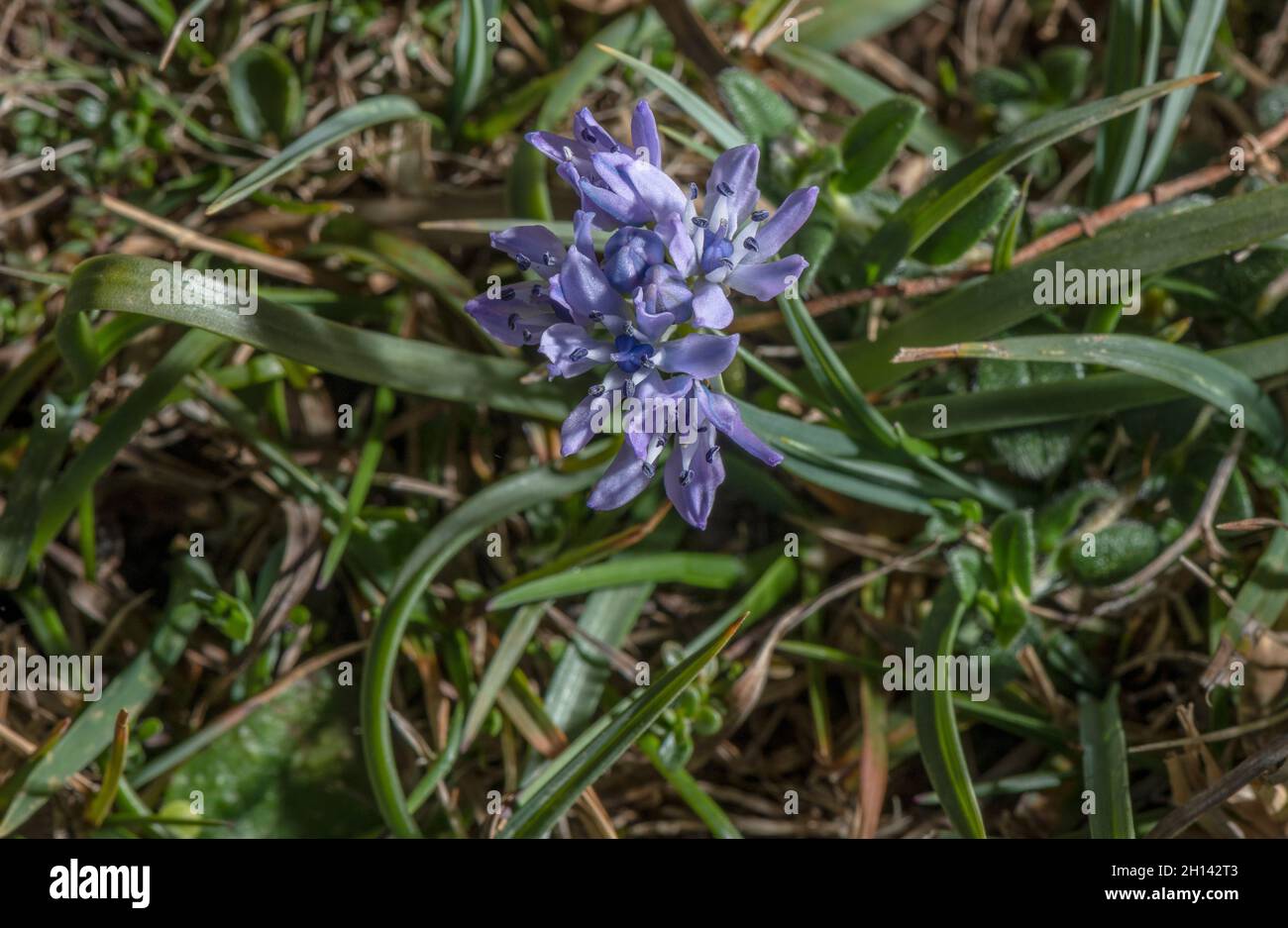 Spring Squill, Scilla verna in coastal grassland, south-west Wales ...