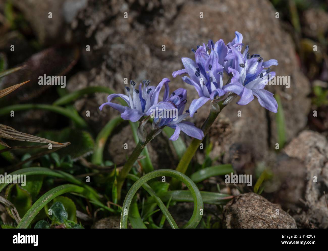 Spring Squill, Scilla verna in coastal grassland, south-west Wales ...