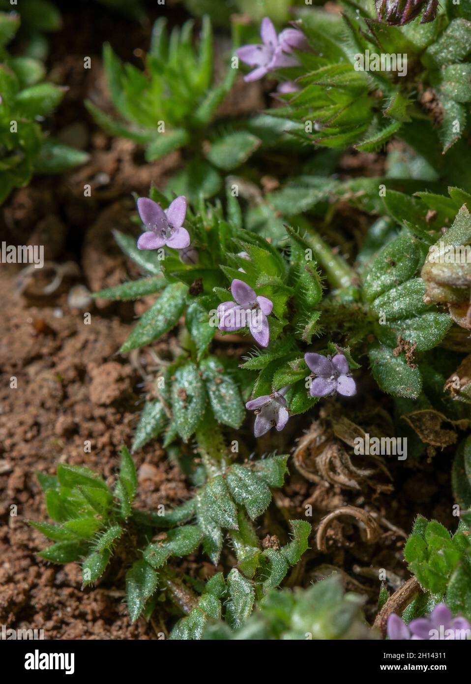 Sherardia arvensis hi-res stock photography and images - Alamy