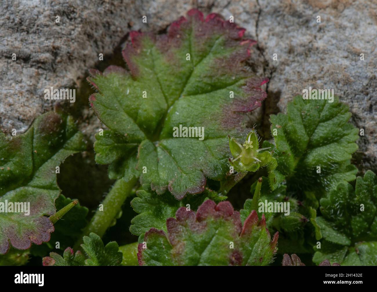 Sea Storksbill, Erodium maritimum with petal-less flowers, on the Gower ...