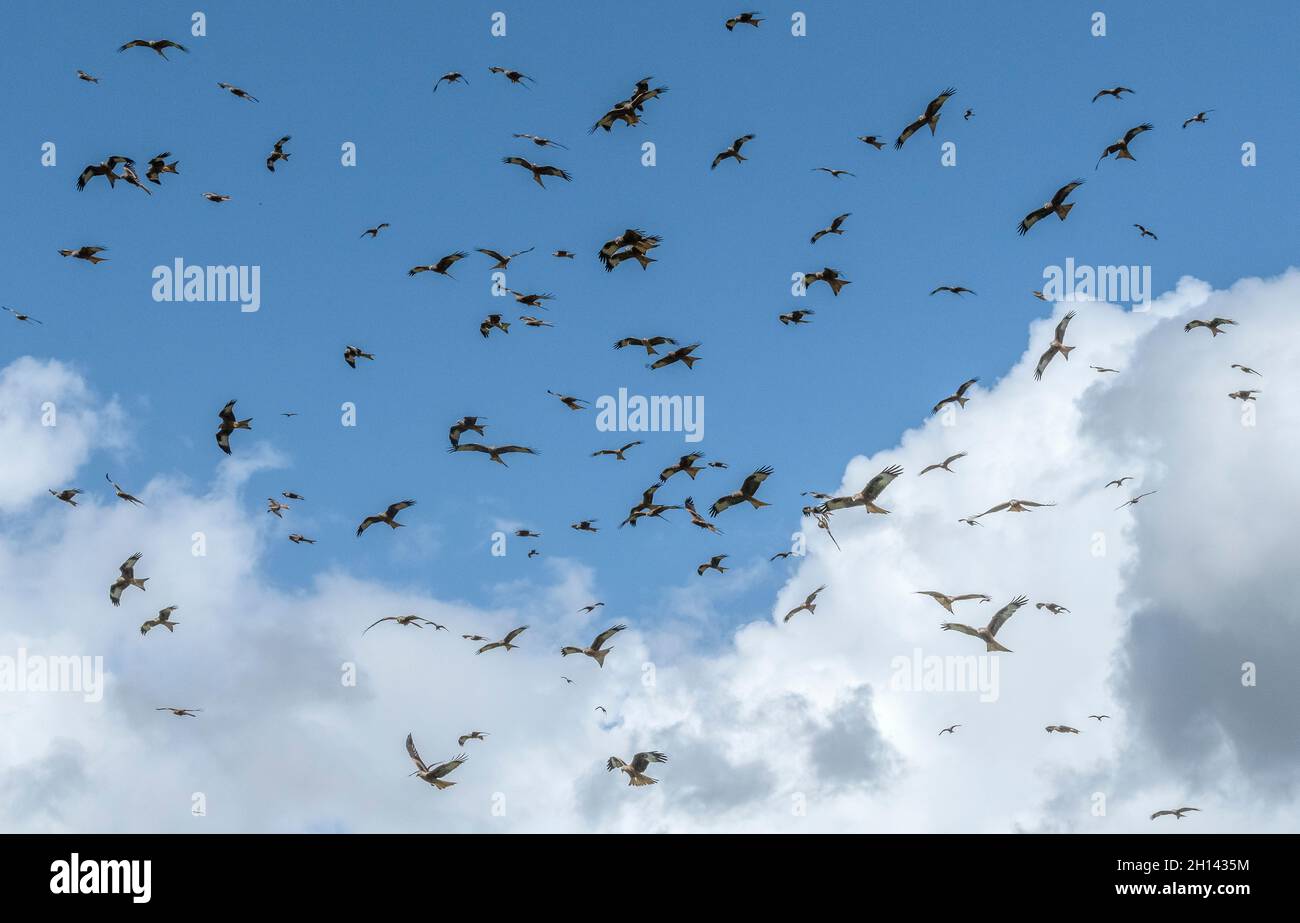 Masses of Red Kites in flight at Gigrin Farm, Red kite feeding centre ...