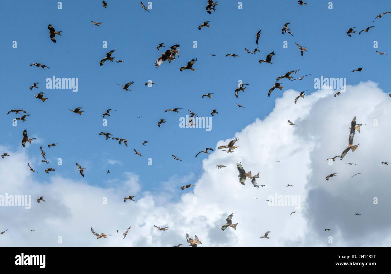 Gigrin farm red kite feeding centre hi-res stock photography and images ...