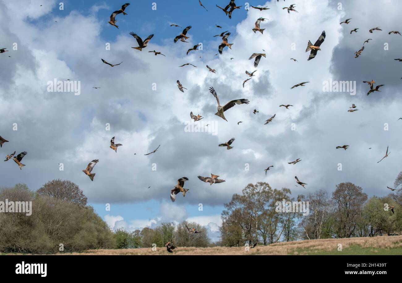 Masses of Red Kites in flight at Gigrin Farm, Red kite feeding centre ...