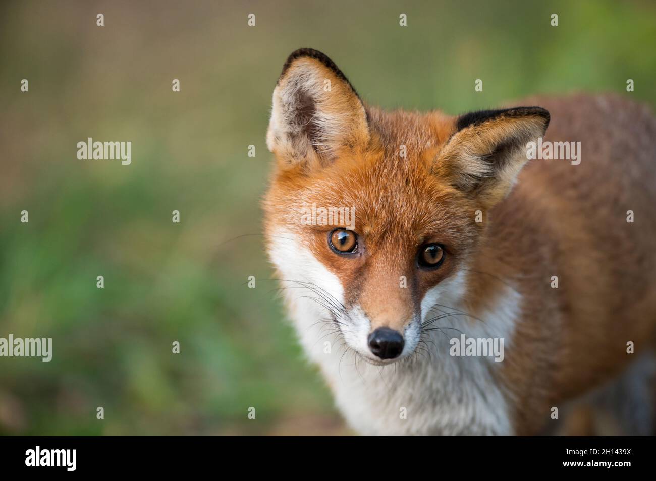 A cute red fox looks interested Stock Photo - Alamy